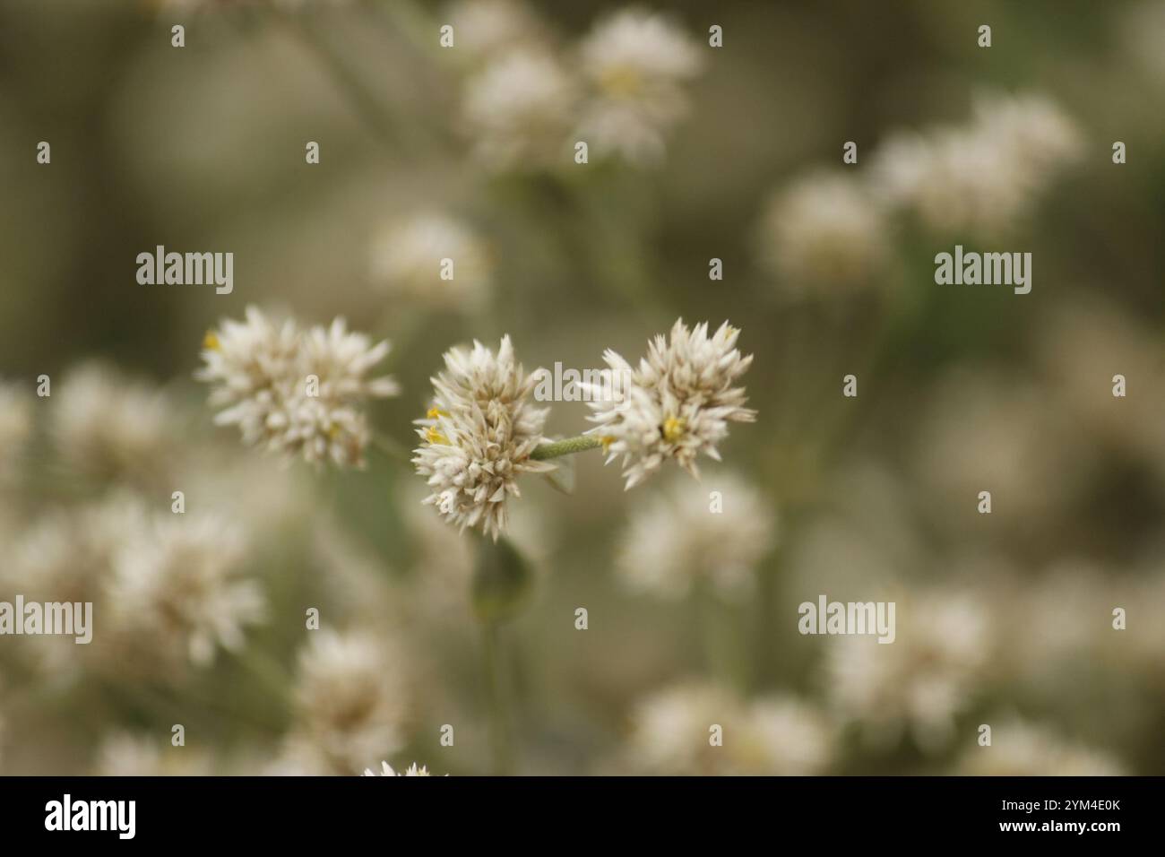hairy joyweed (Alternanthera halimifolia Stock Photo - Alamy
