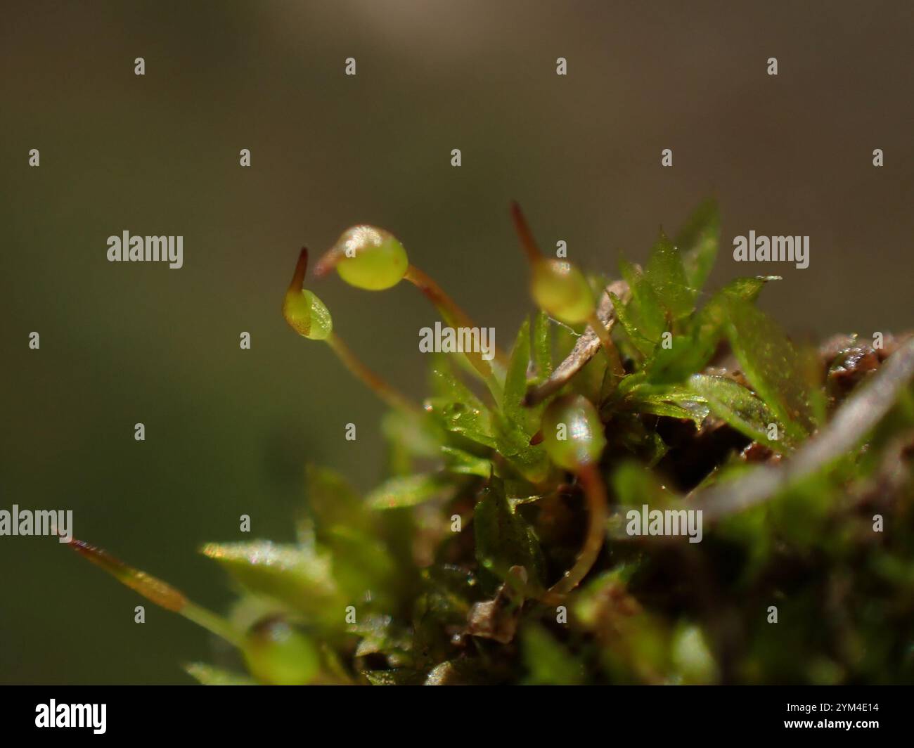 Common Pottia (Tortula truncata Stock Photo - Alamy