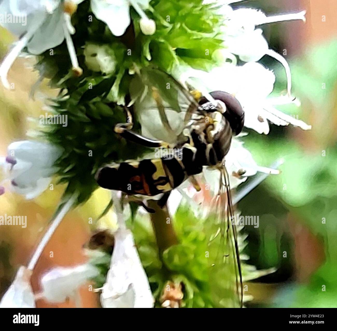 Eastern Calligrapher (Toxomerus geminatus Stock Photo - Alamy