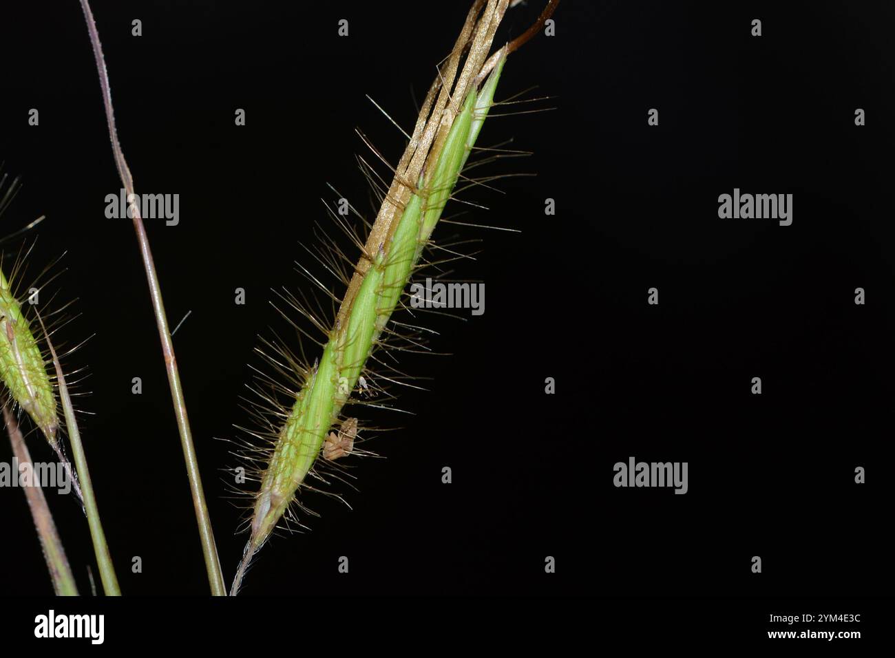 tanglehead (Heteropogon contortus Stock Photo - Alamy
