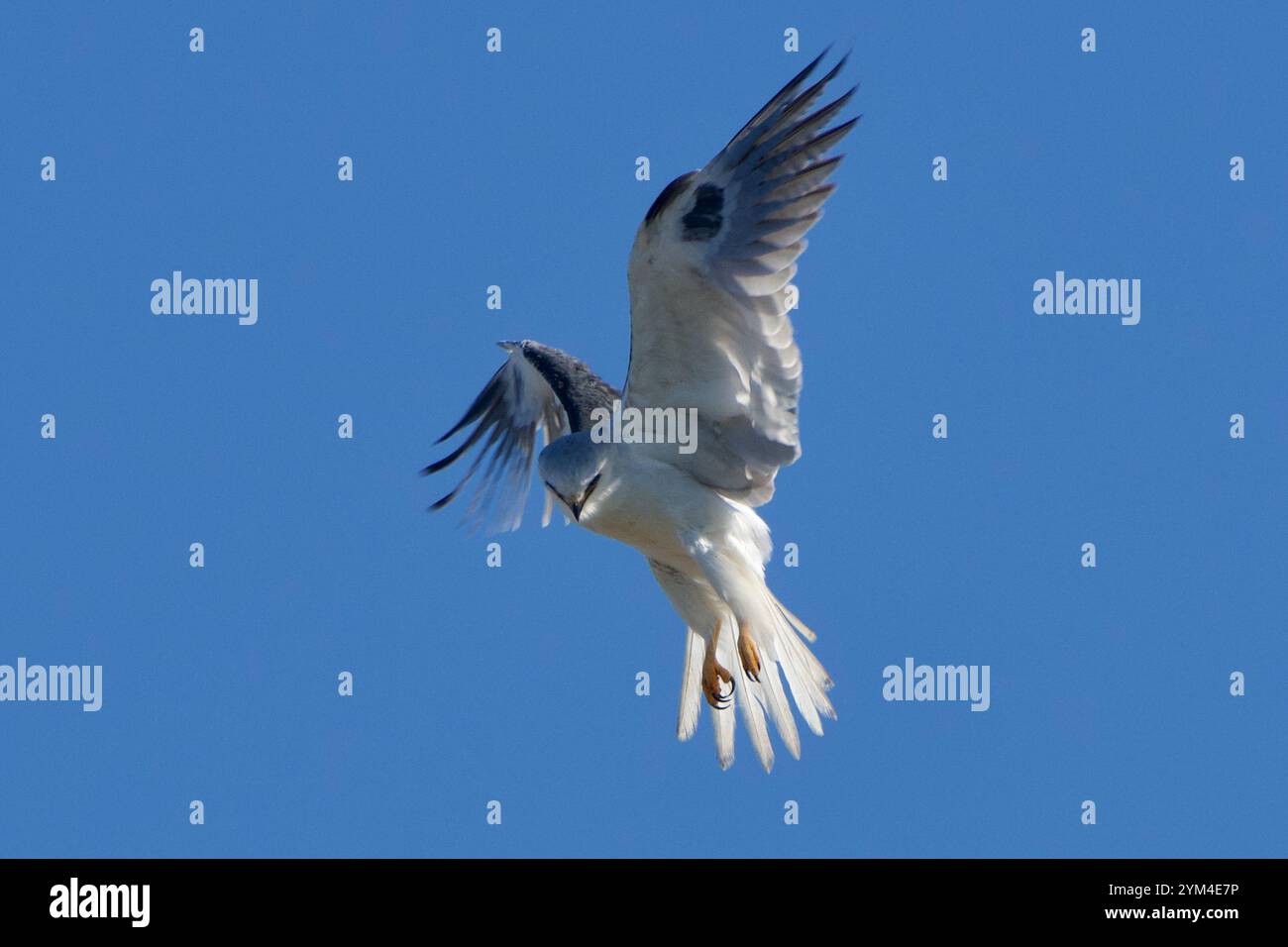 White-tailed Kite (Elanus leucurus Stock Photo - Alamy