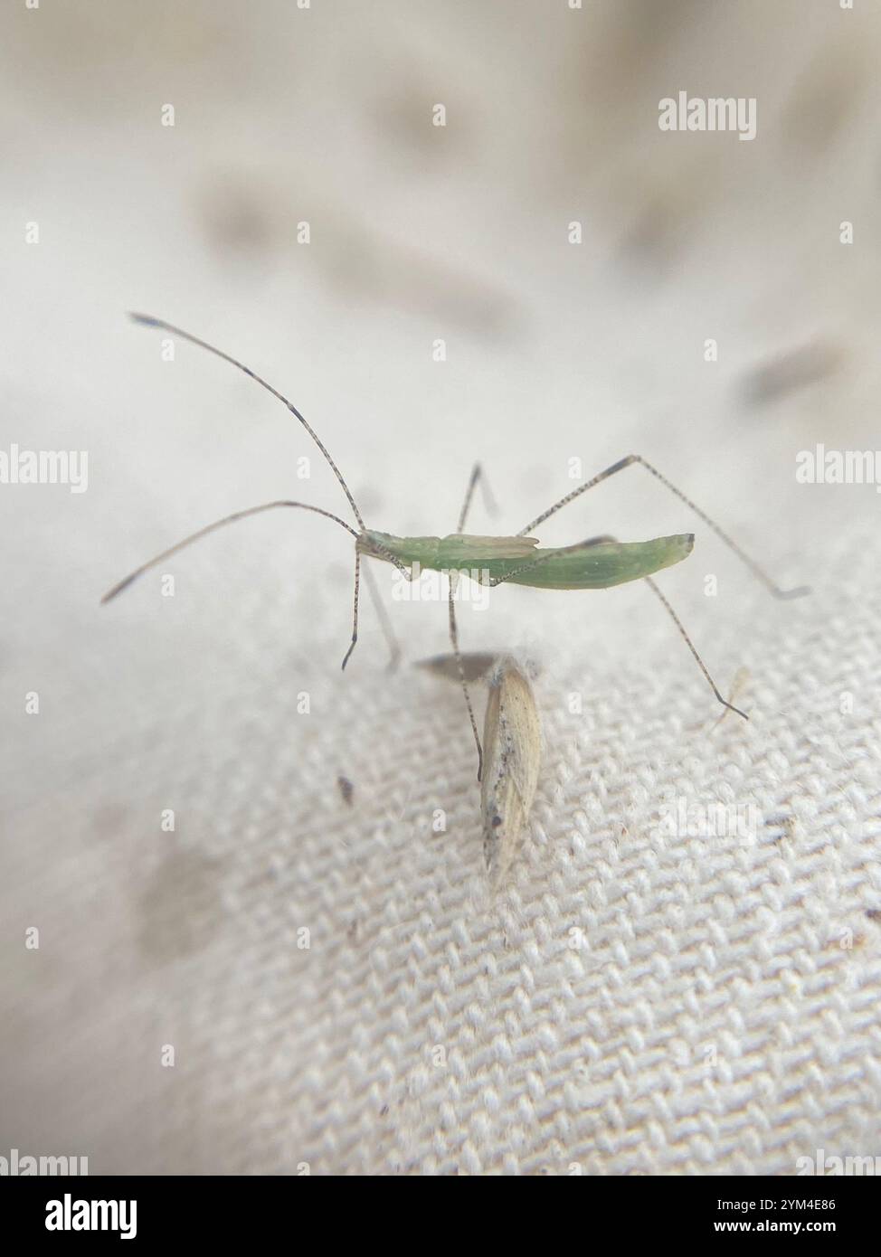 Stilt Bugs (Berytidae Stock Photo - Alamy