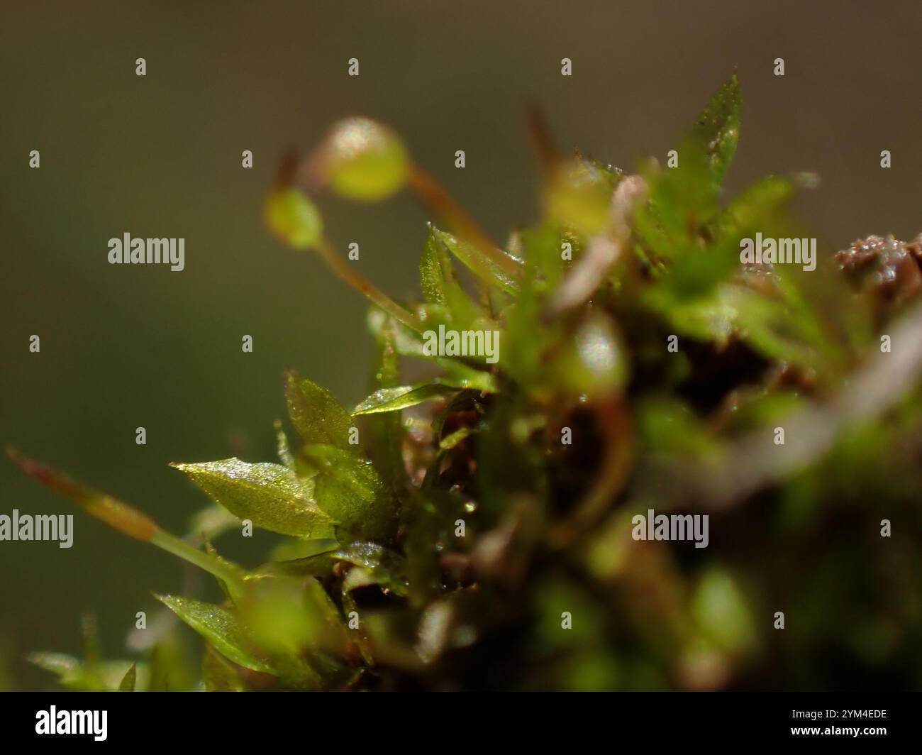 Common Pottia (Tortula truncata Stock Photo - Alamy