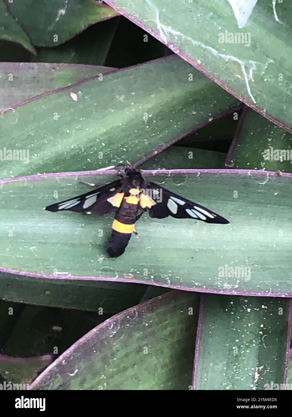 Amata sperbius hi-res stock photography and images - Alamy