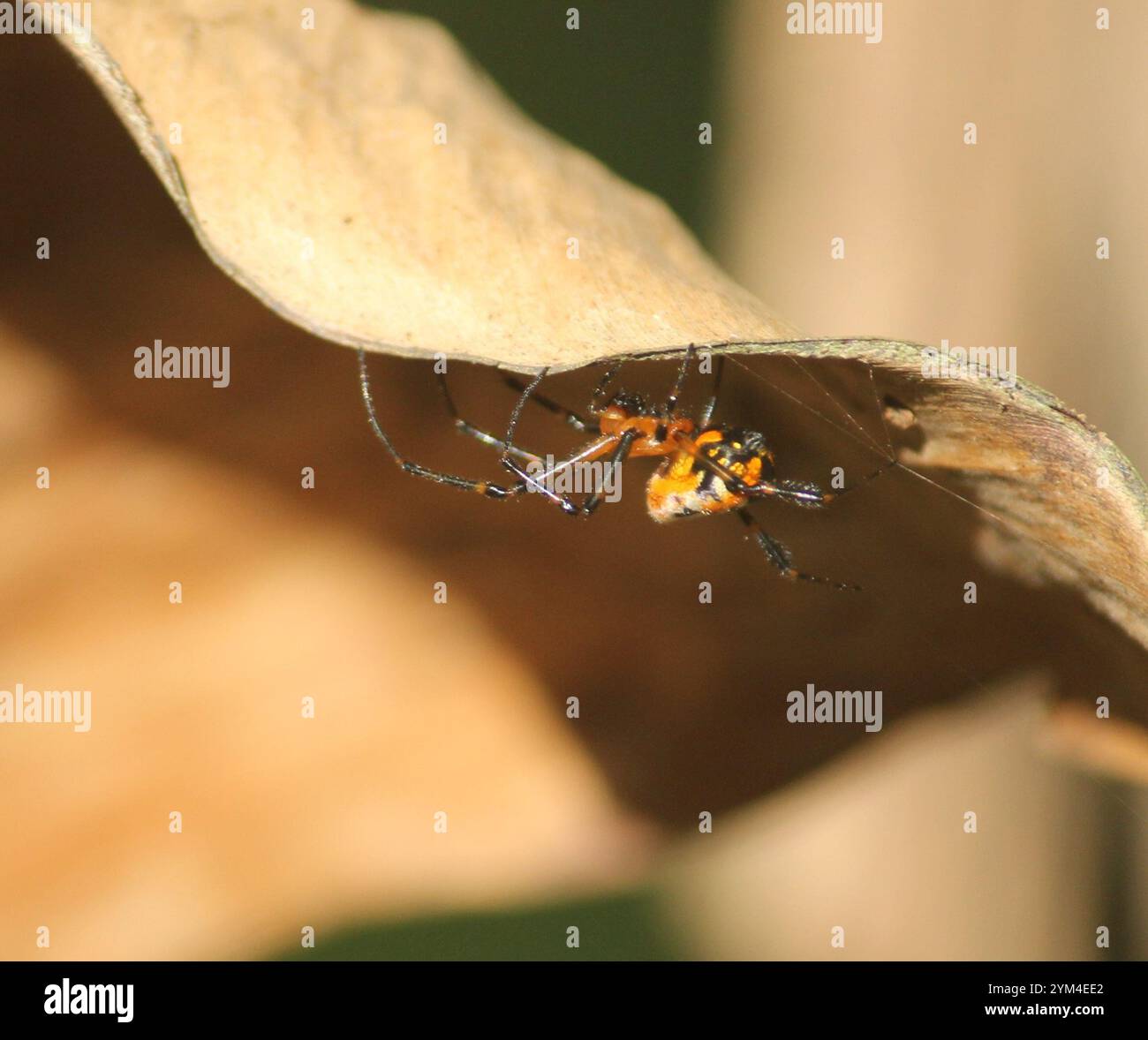 Orange-and-black Pear Spider (Leucauge fastigata Stock Photo - Alamy