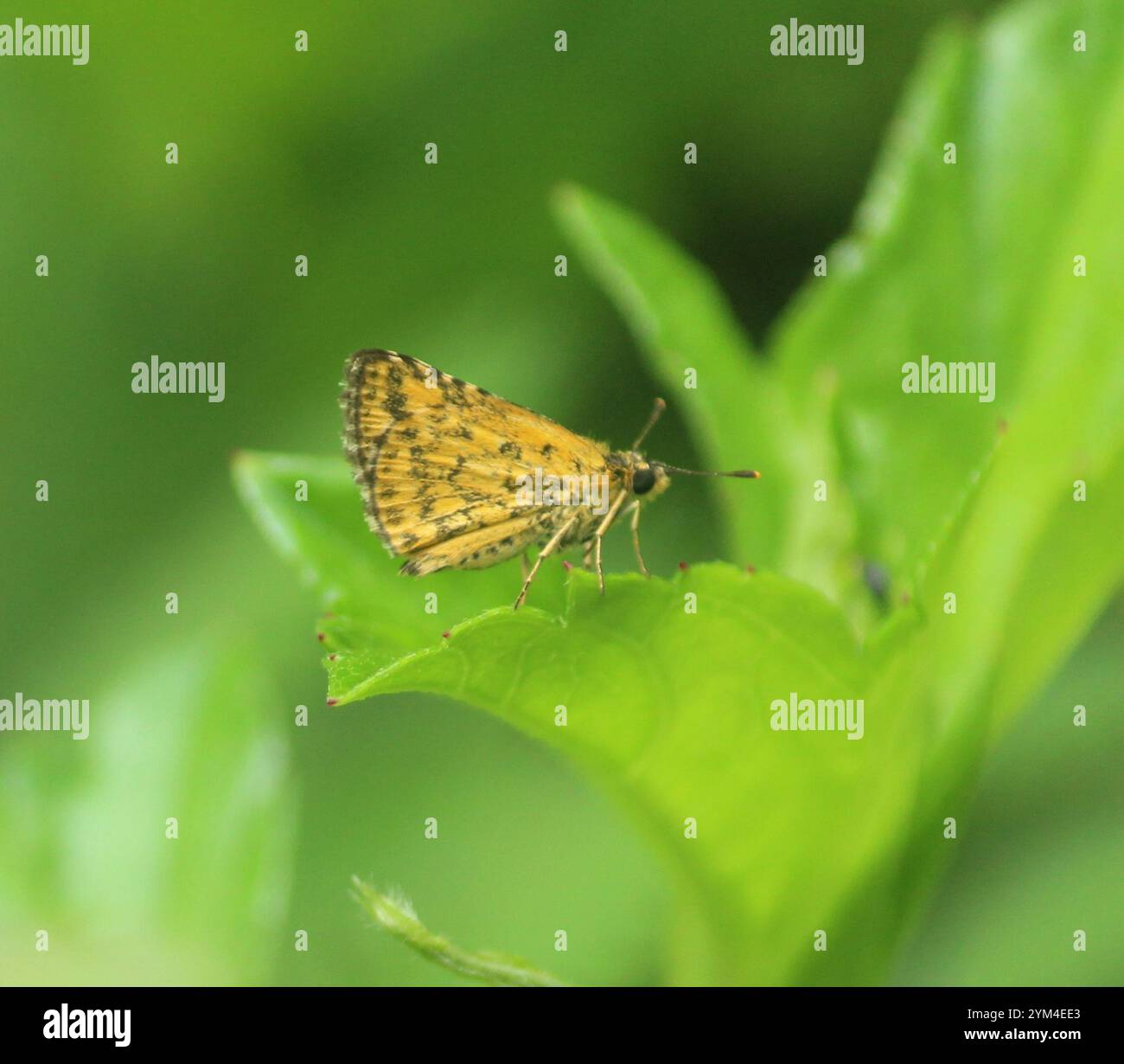 Common Bush Hopper (Ampittia dioscorides Stock Photo - Alamy