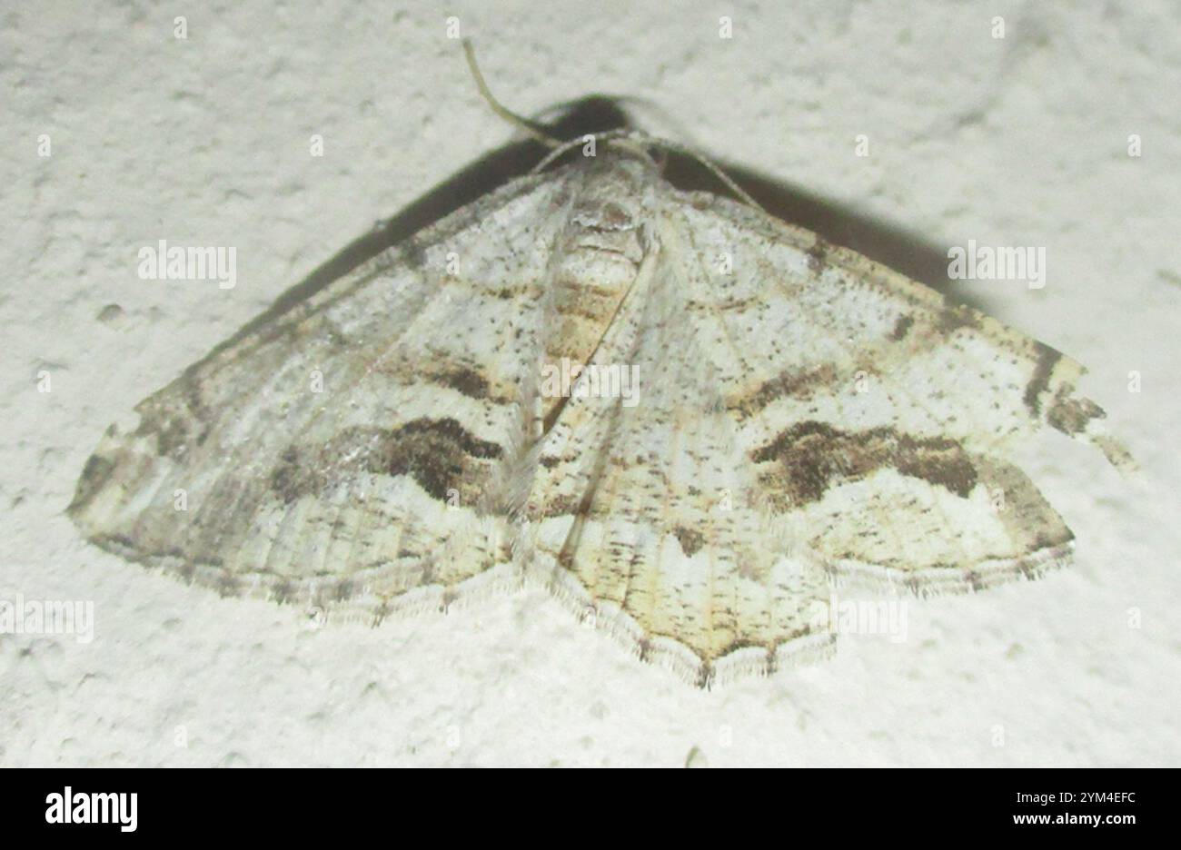 Geometer Moths (Geometridae Stock Photo - Alamy