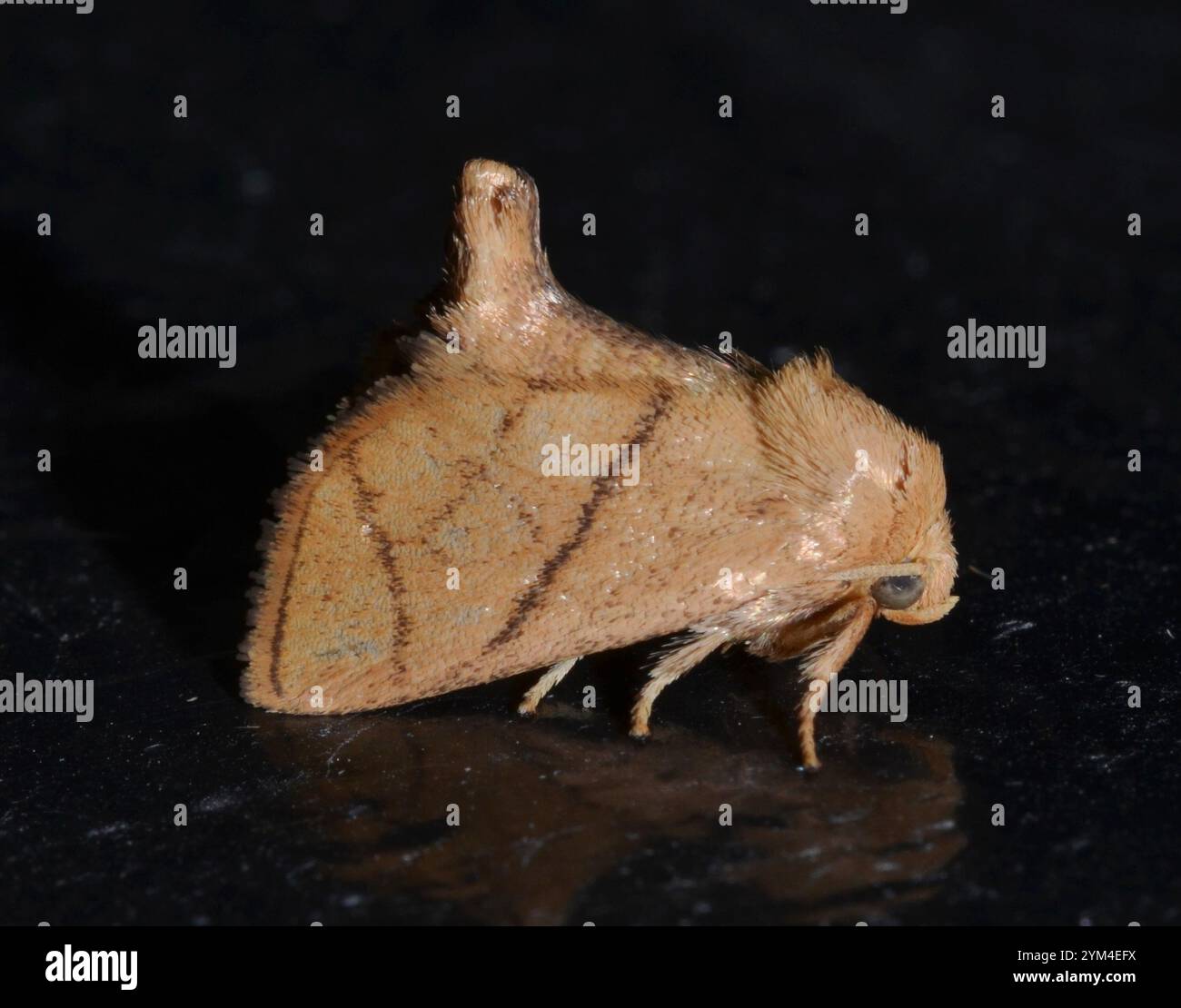 Yellow-collared Slug Moth (Apoda y-inversa Stock Photo - Alamy