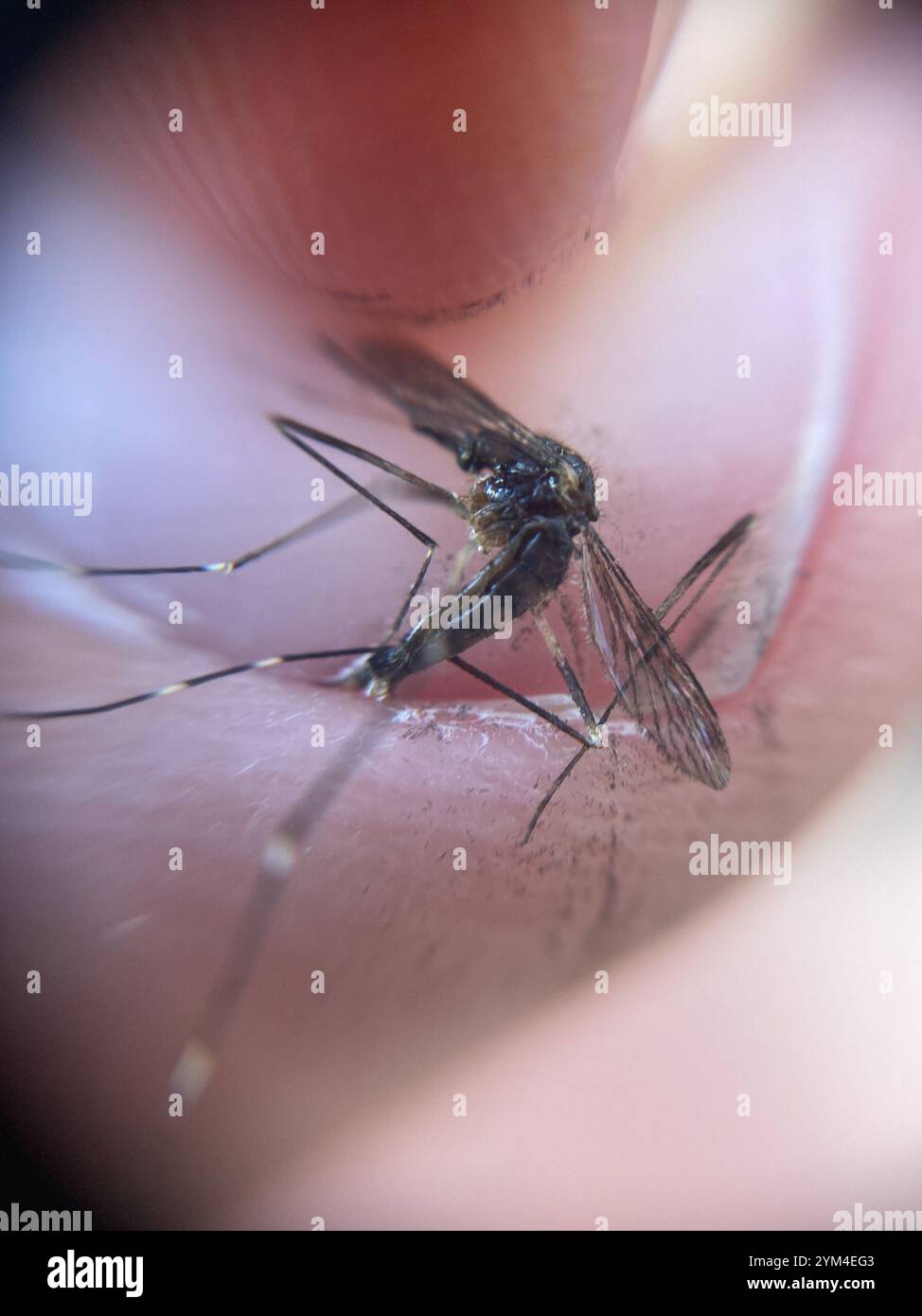 Asian Bush Mosquito (Aedes japonicus Stock Photo - Alamy