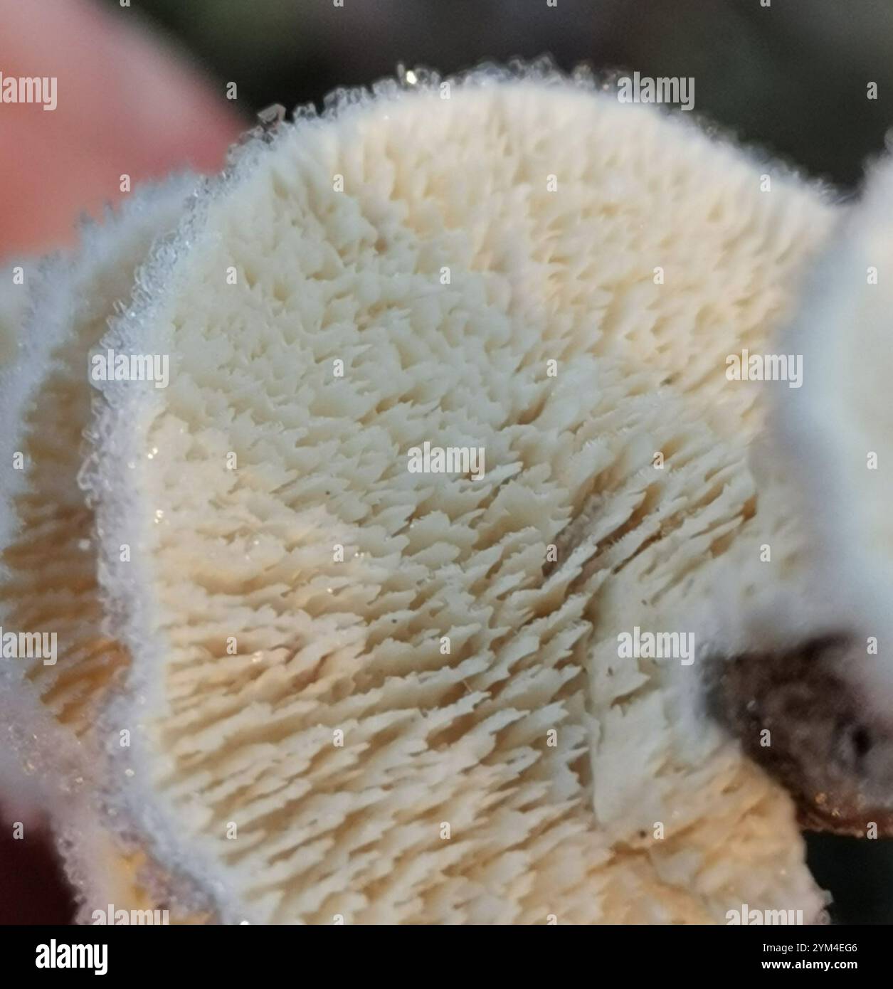 Milk-white Toothed Polypore (Irpex lacteus Stock Photo - Alamy