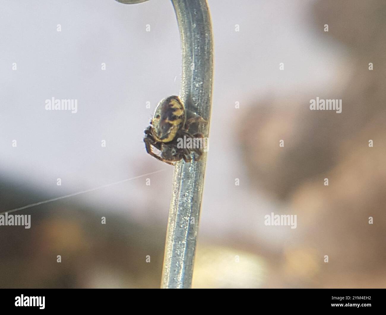 Napoleon Spider (Synema globosum Stock Photo - Alamy