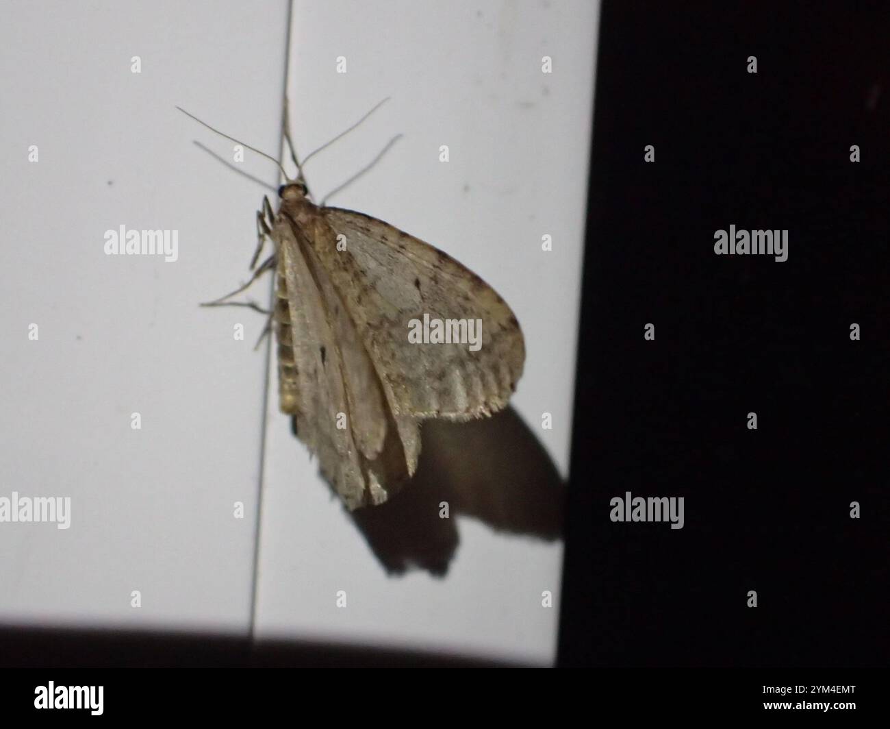Bruce Spanworm Moth (Operophtera bruceata Stock Photo - Alamy