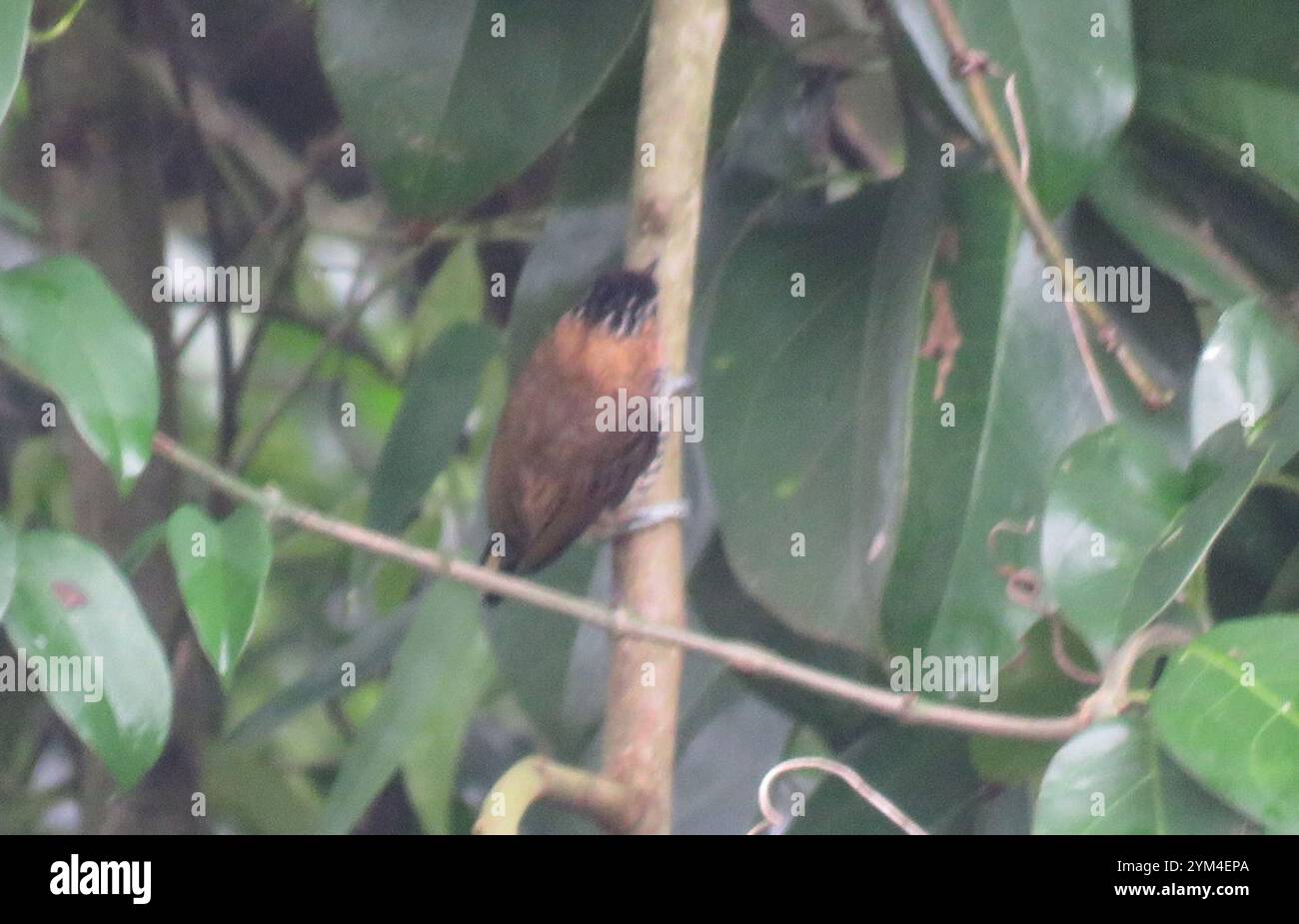 Ochre-collared Piculet (Picumnus temminckii Stock Photo - Alamy