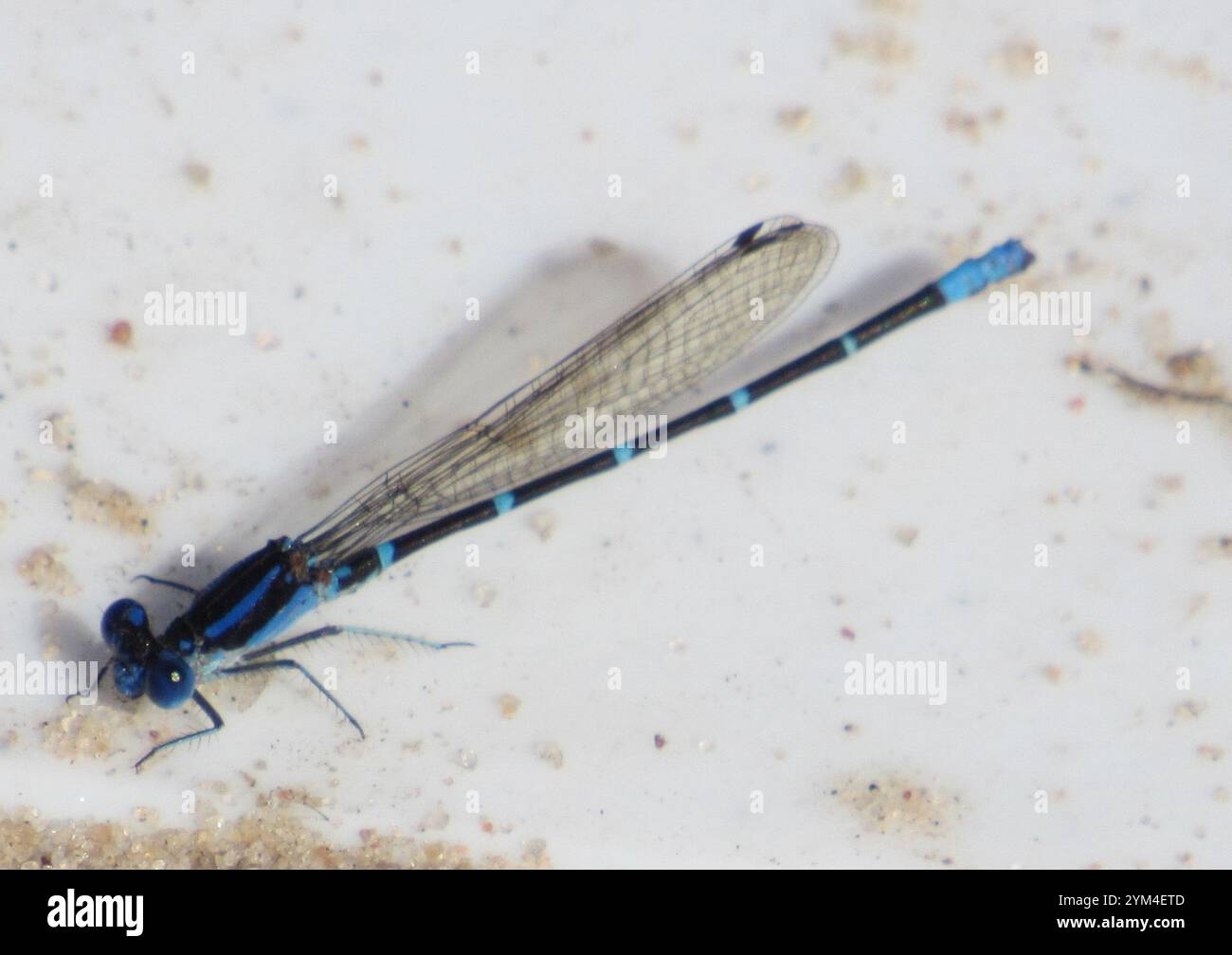 Blue-ringed Dancer (Argia sedula Stock Photo - Alamy