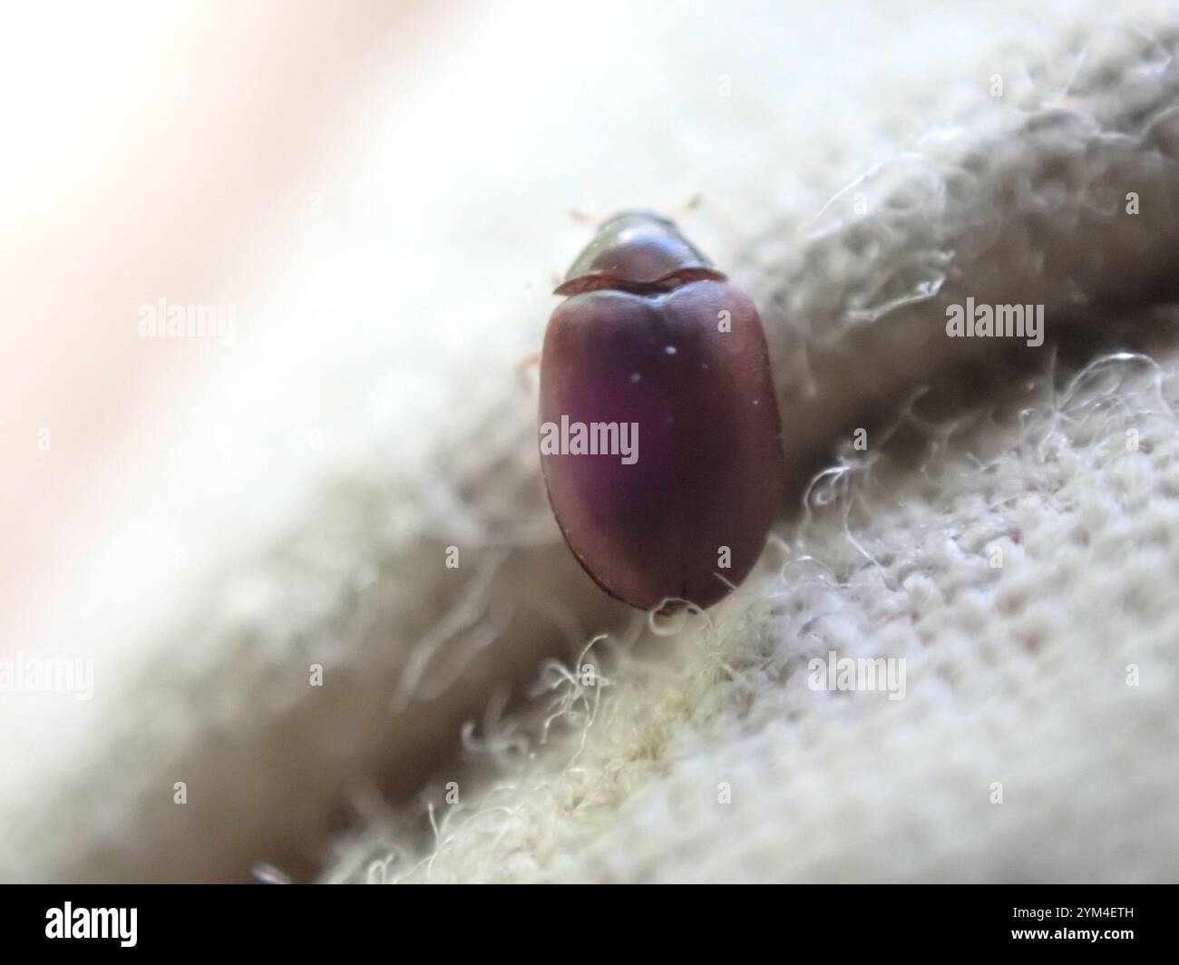 Skin Beetles (Dermestidae Stock Photo - Alamy