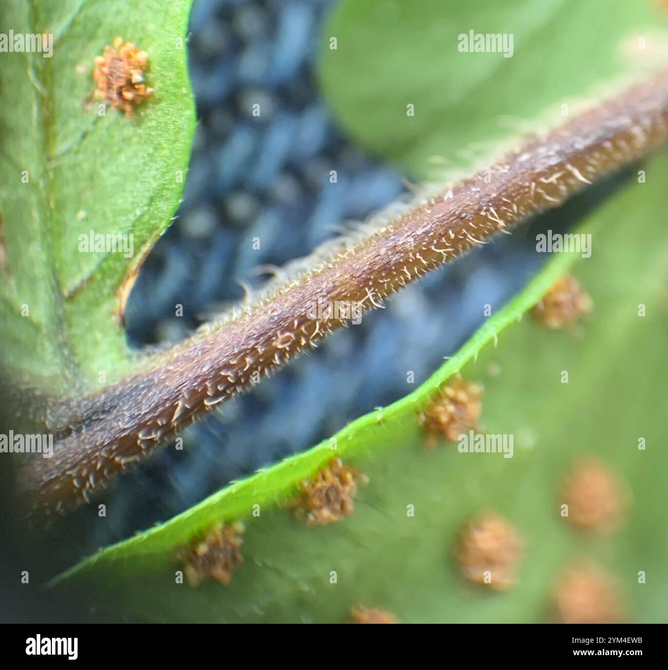 Soft Fern (Christella dentata Stock Photo - Alamy