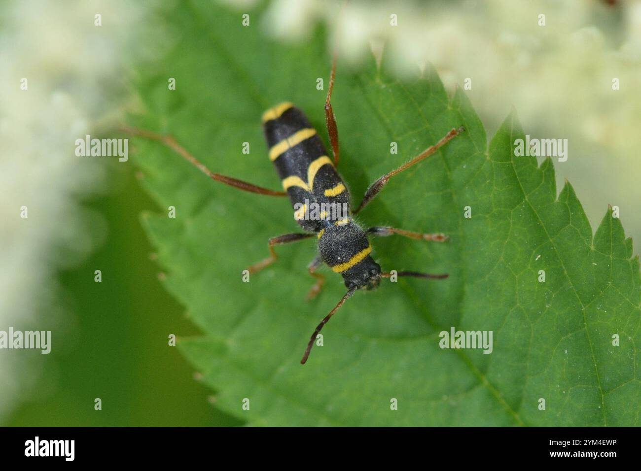 Wasp Beetle (Clytus arietis Stock Photo - Alamy