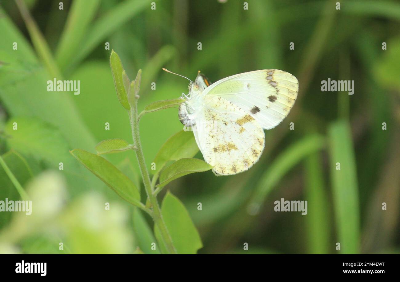 Plain Orange-tip (Colotis aurora Stock Photo - Alamy
