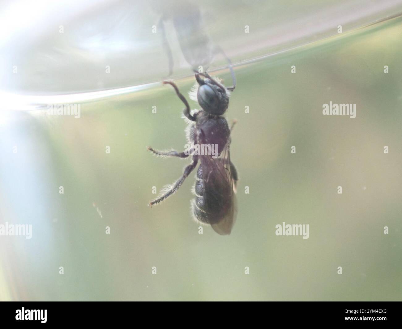 Armored-Resin bees (Heriades Stock Photo - Alamy