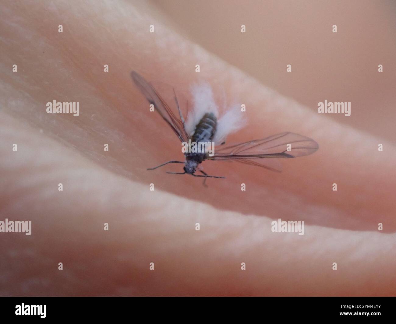 Woolly Aphids (Prociphilus Stock Photo - Alamy