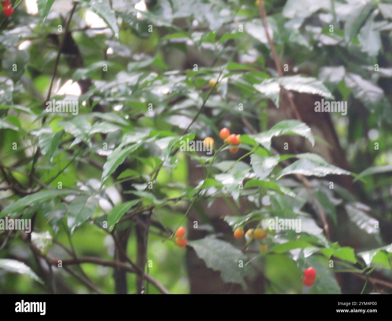 Allophylus hi-res stock photography and images - Alamy