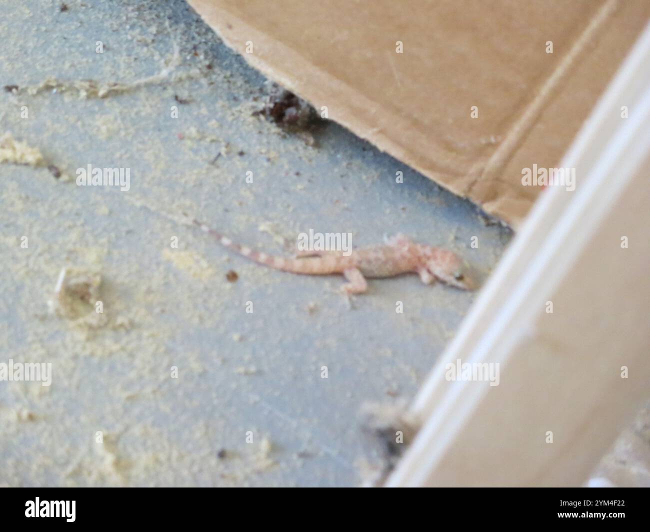 Mediterranean House Gecko (Hemidactylus turcicus Stock Photo - Alamy