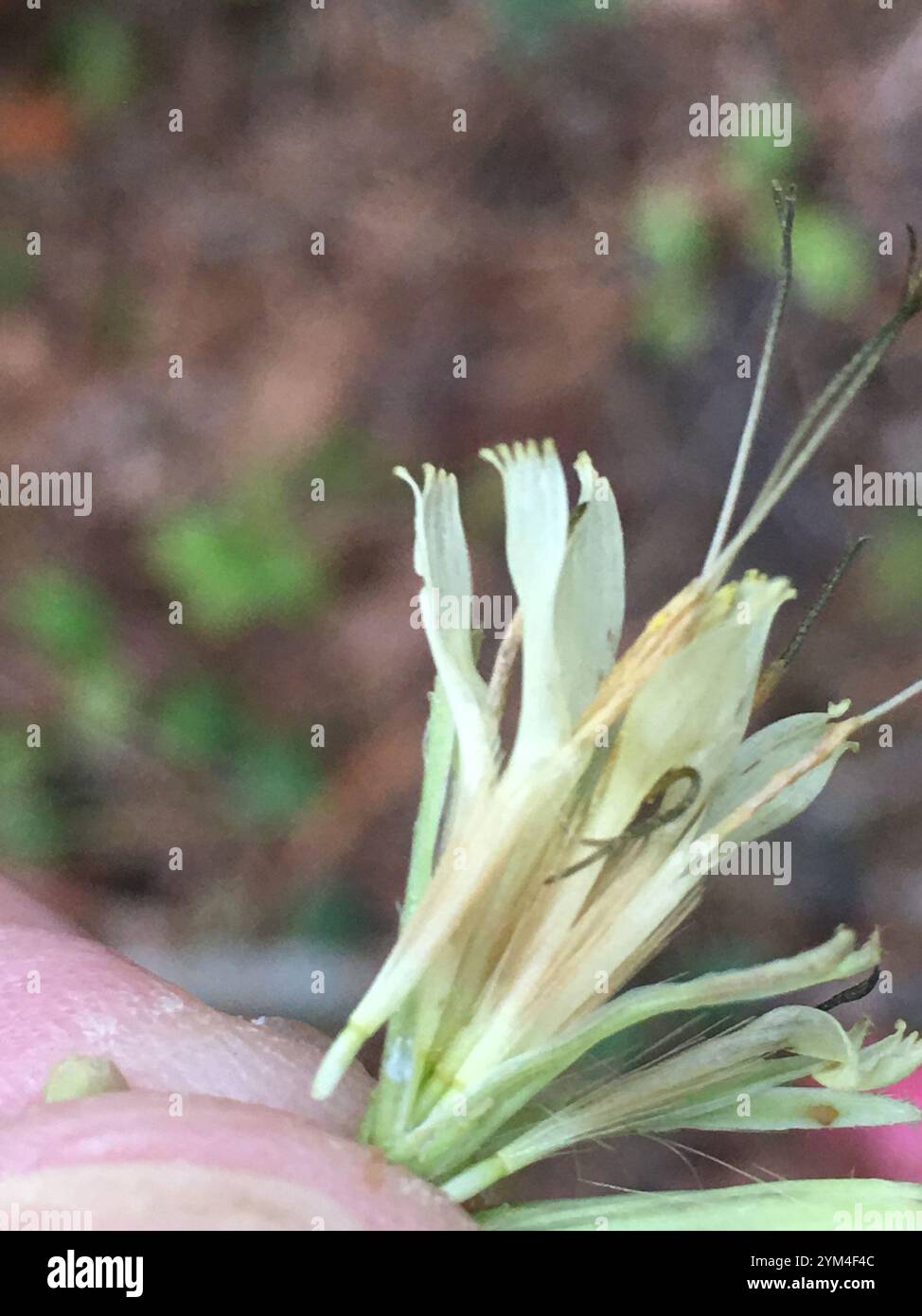lion's foot rattlesnake root (Nabalus serpentarius Stock Photo - Alamy