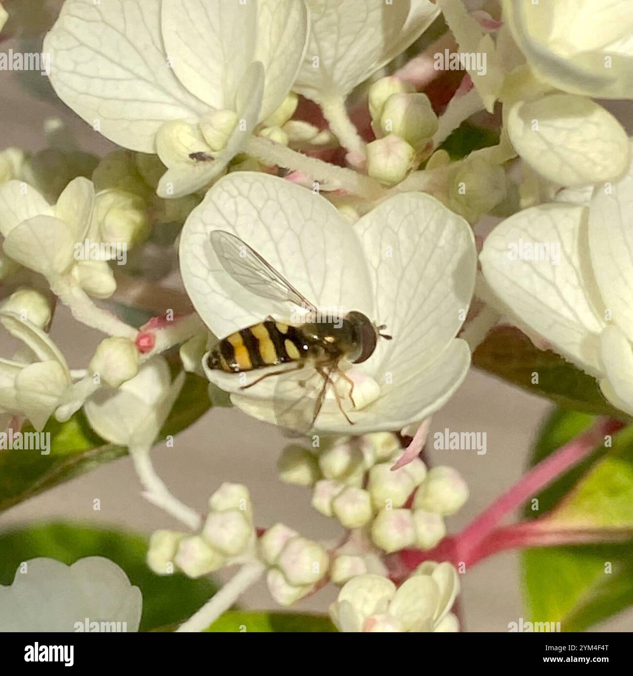 Long-tailed Aphideater Complex (Eupeodes americanus Stock Photo - Alamy