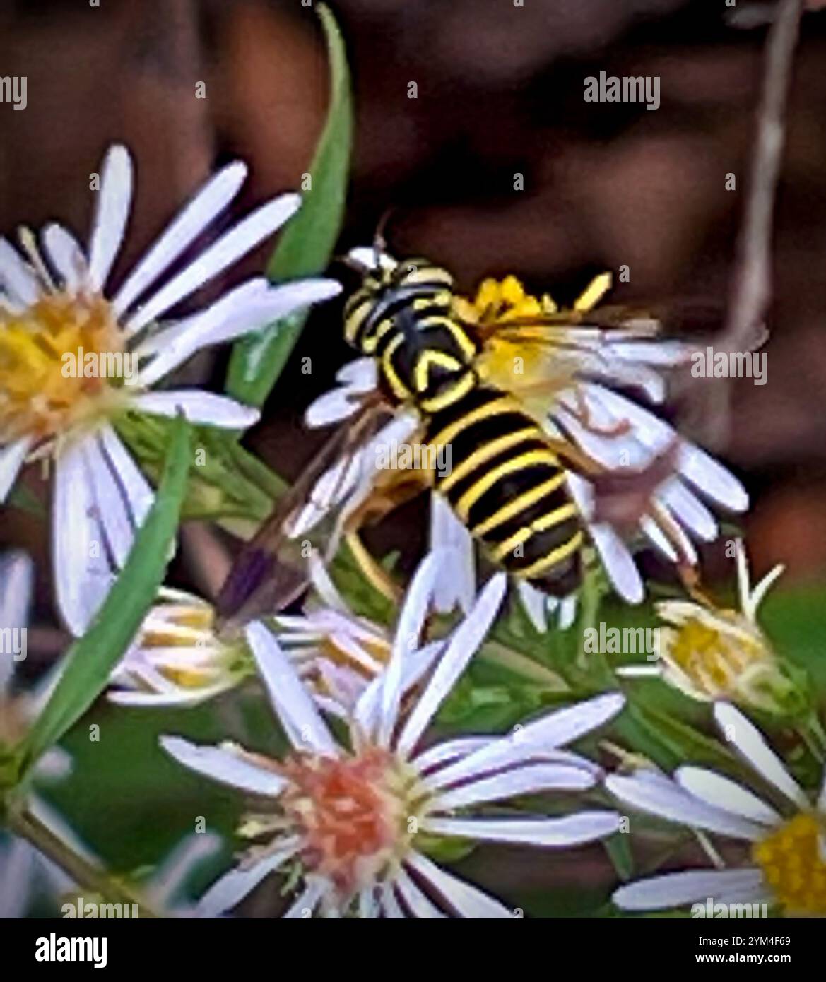 Eastern Hornet Fly (Spilomyia longicornis Stock Photo - Alamy