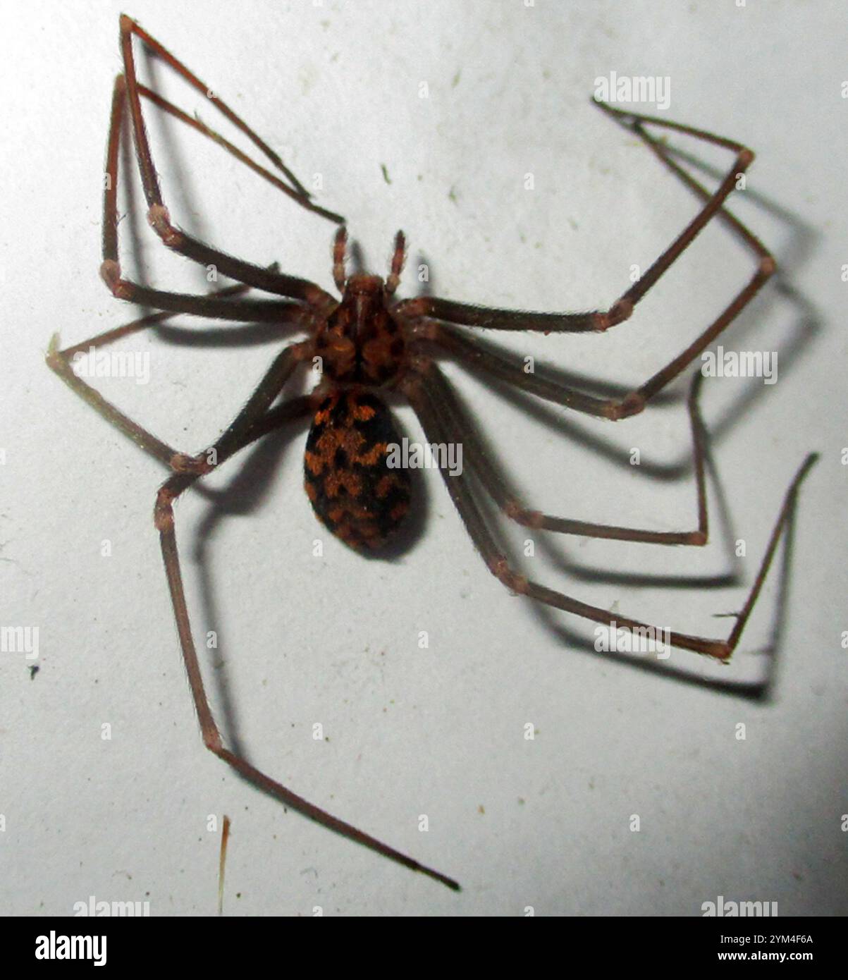 Northern Violin Spider (Loxosceles simillima Stock Photo - Alamy