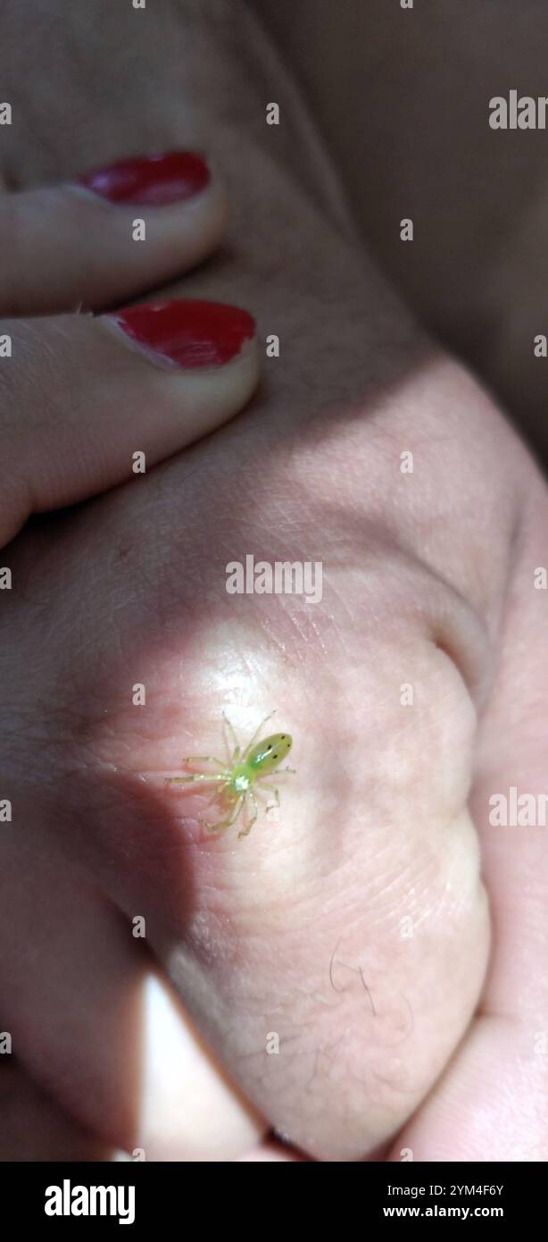Translucent Green Jumping Spiders (Lyssomanes Stock Photo - Alamy