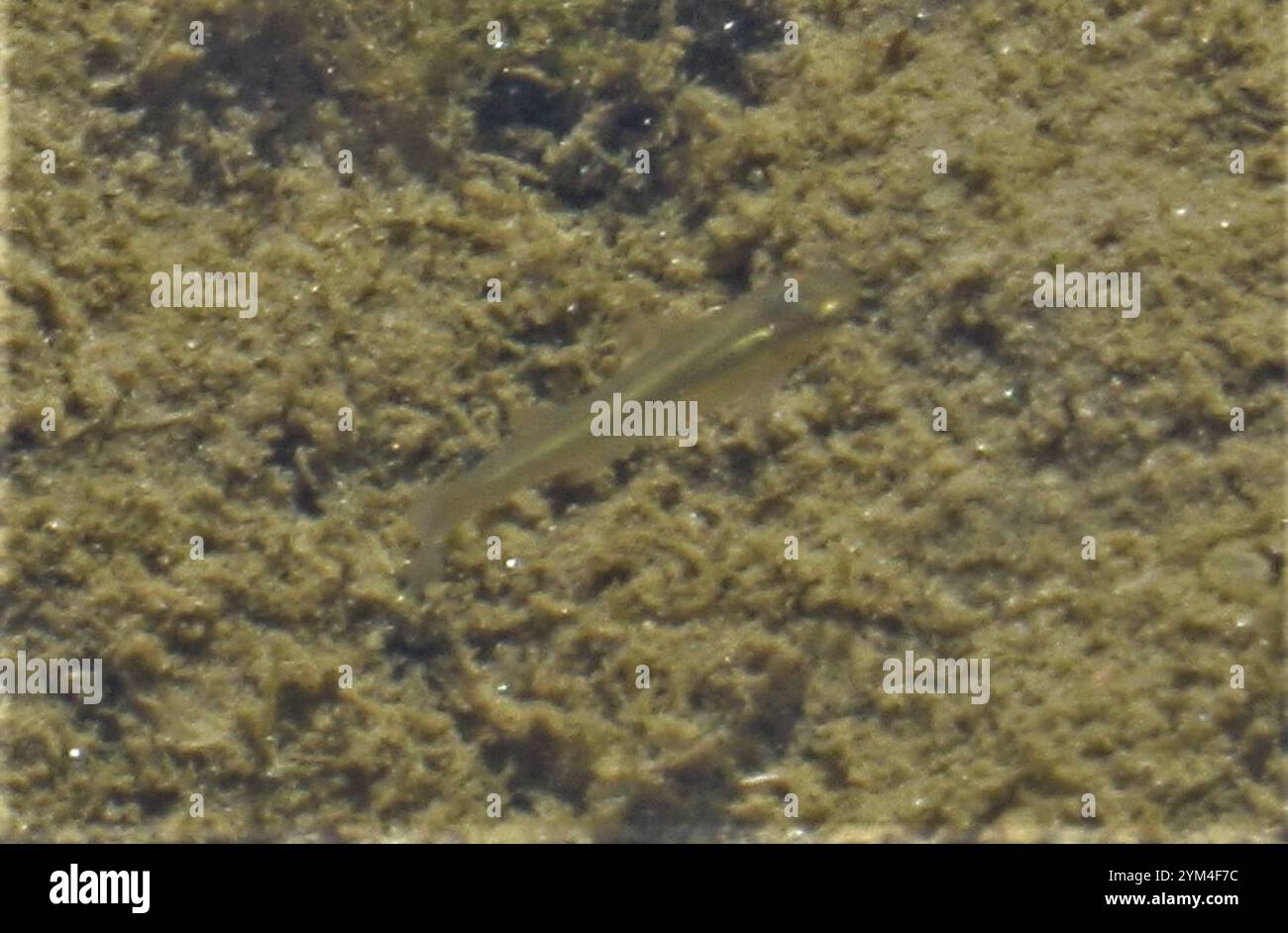 Western Mosquitofish (Gambusia affinis Stock Photo - Alamy