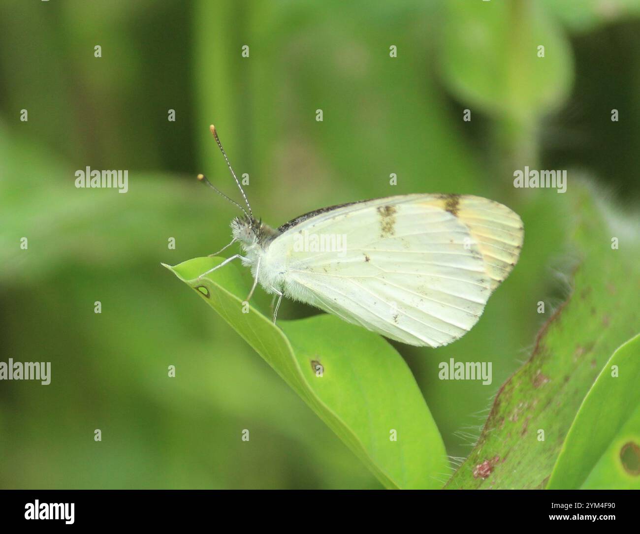 Plain Orange-tip (Colotis aurora Stock Photo - Alamy