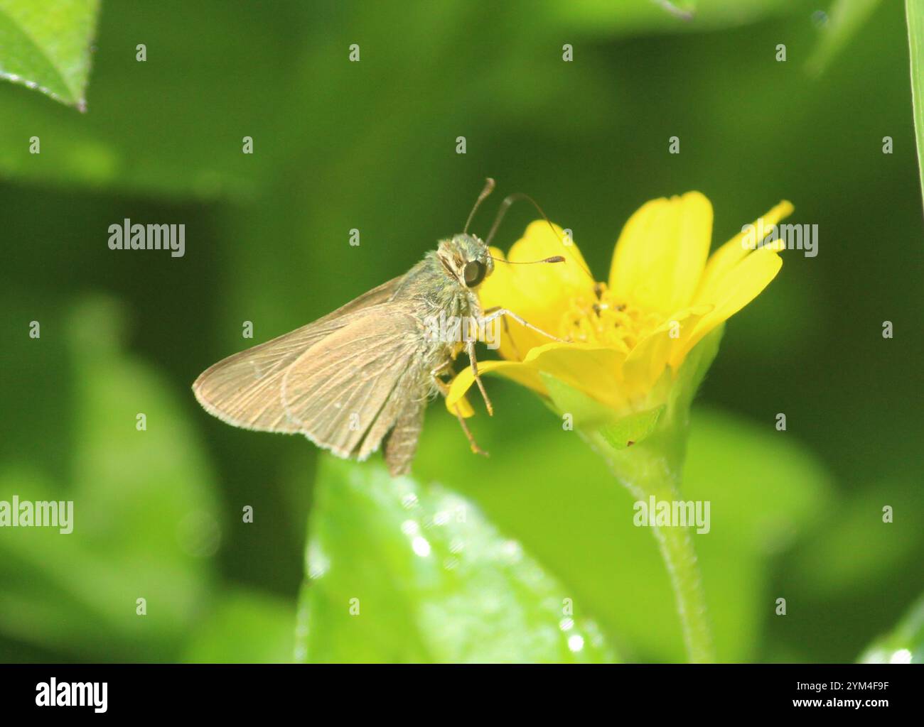 Oriental Straight Swift (Parnara bada Stock Photo - Alamy