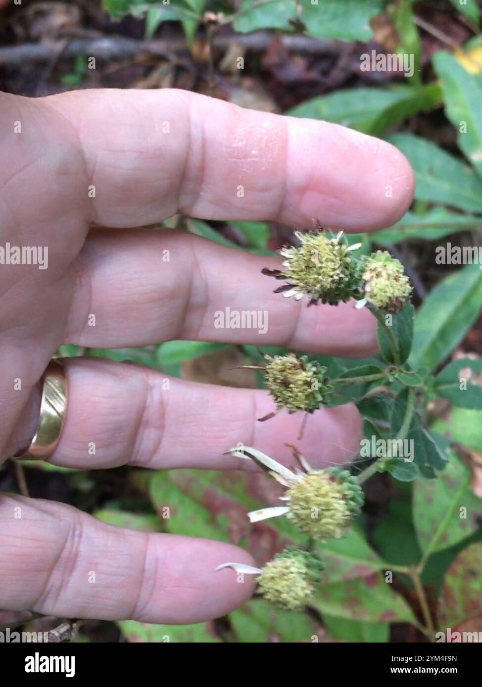 bouquet aster (Eurybia mirabilis Stock Photo - Alamy