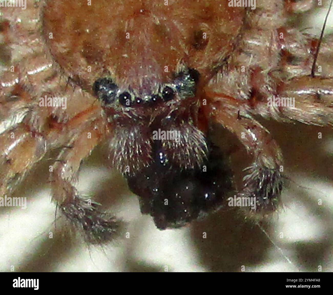 Crescent-eyed Spiders (Selenops Stock Photo - Alamy