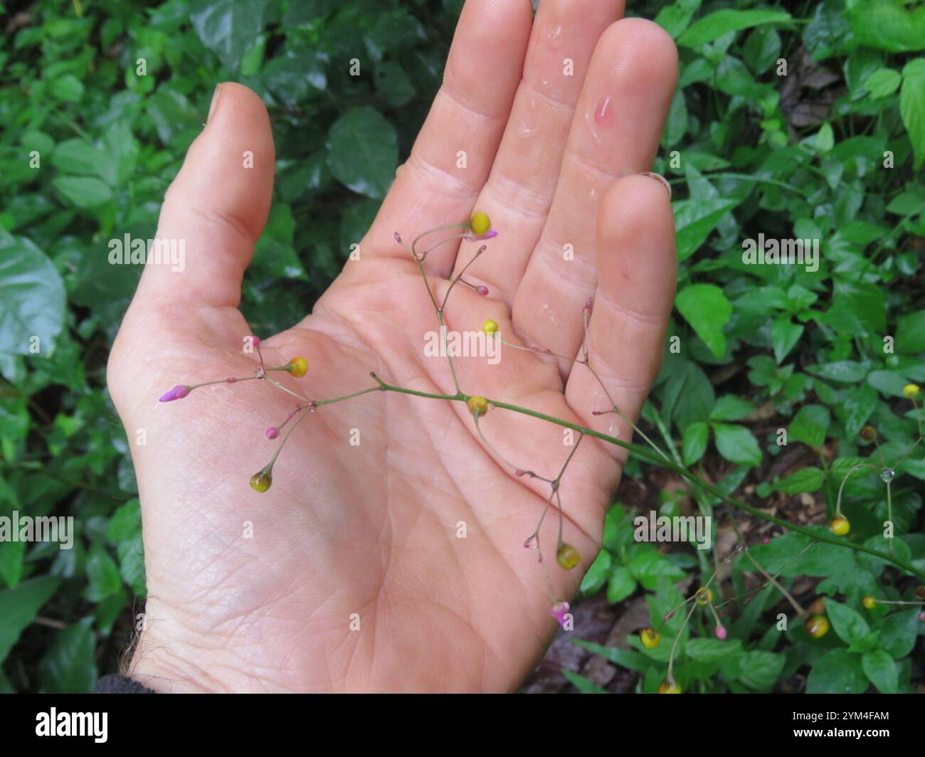 Jewels of Opar (Talinum paniculatum Stock Photo - Alamy