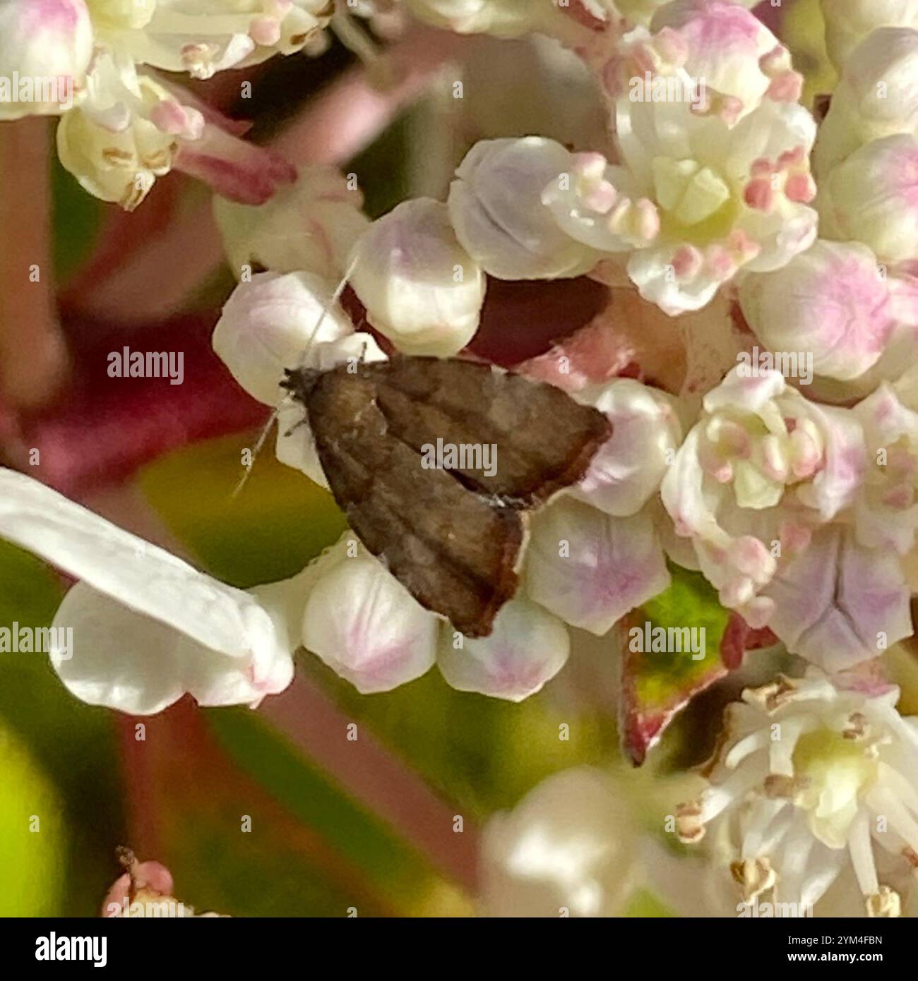 Choreutis pariana hi-res stock photography and images - Alamy