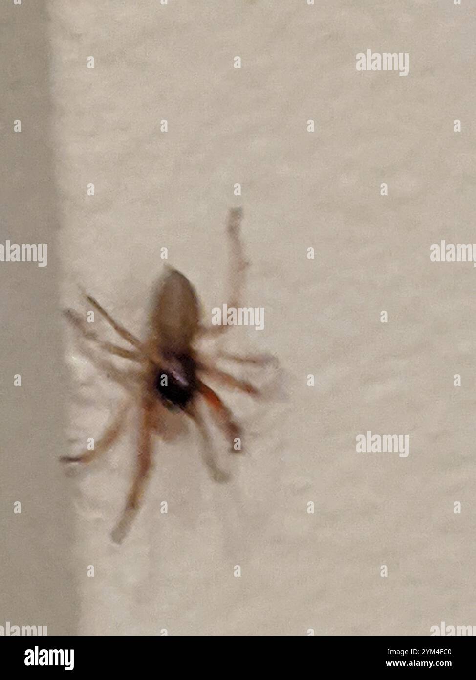 Broad-faced Sac Spider (Trachelas tranquillus Stock Photo - Alamy