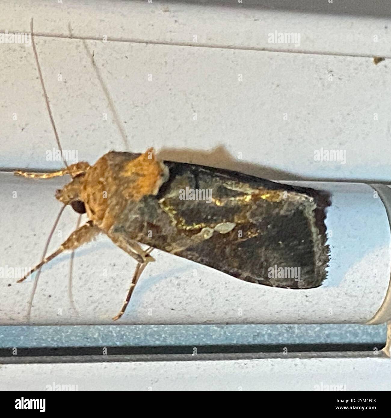 Common Looper Moth (Autographa precationis Stock Photo - Alamy