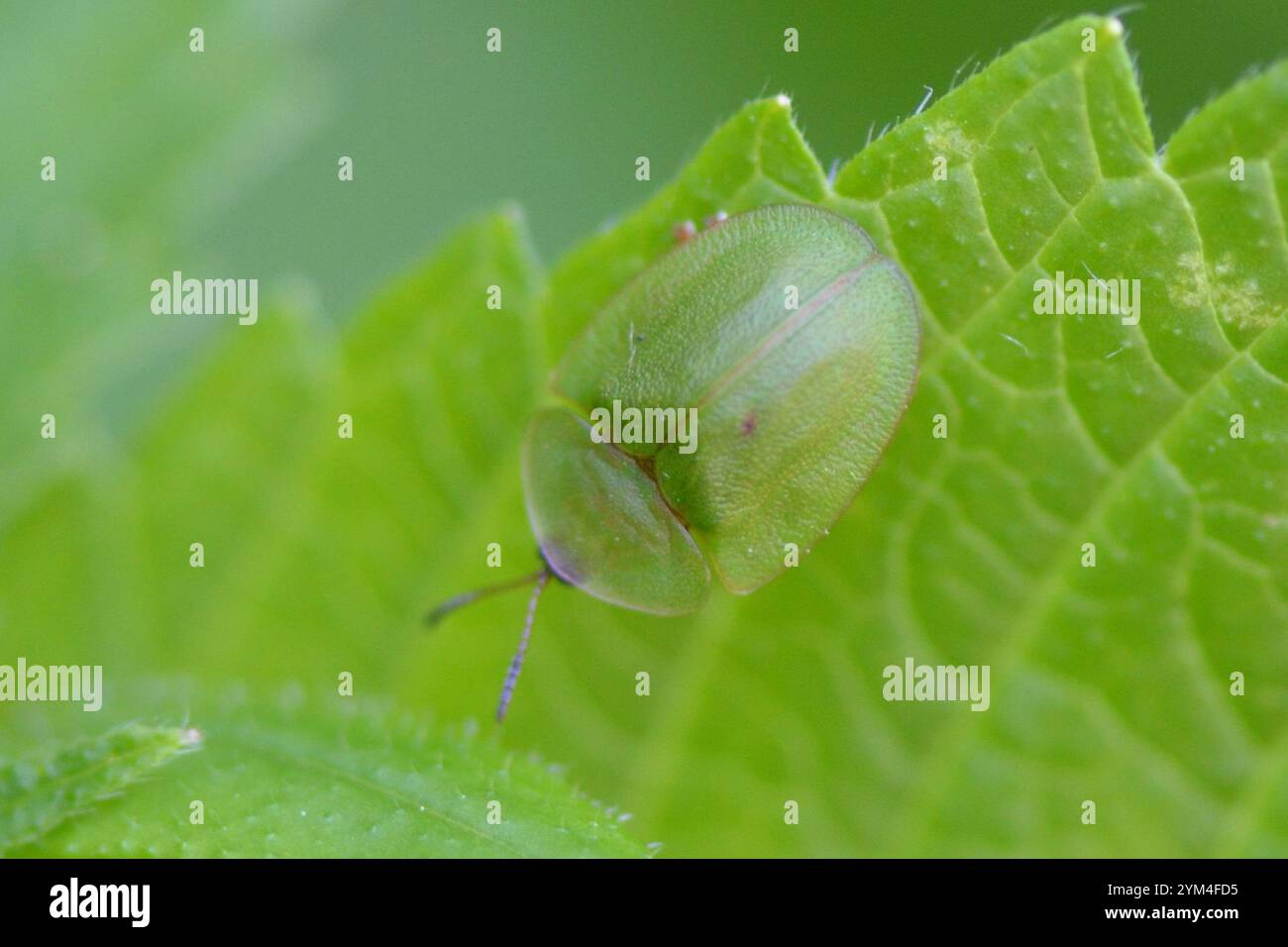 Green Tortoise Beetle (Cassida viridis Stock Photo - Alamy