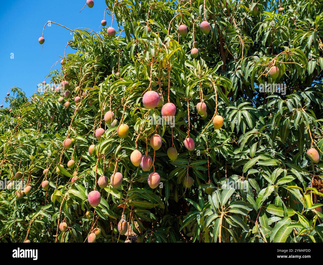 Mango tress plantation, Limpopo province, South Africa Stock Photo - Alamy