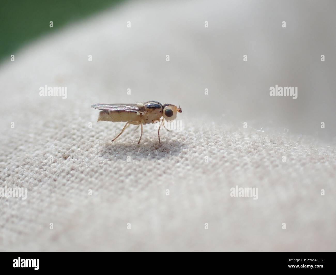 Grass Flies (Chloropinae Stock Photo - Alamy