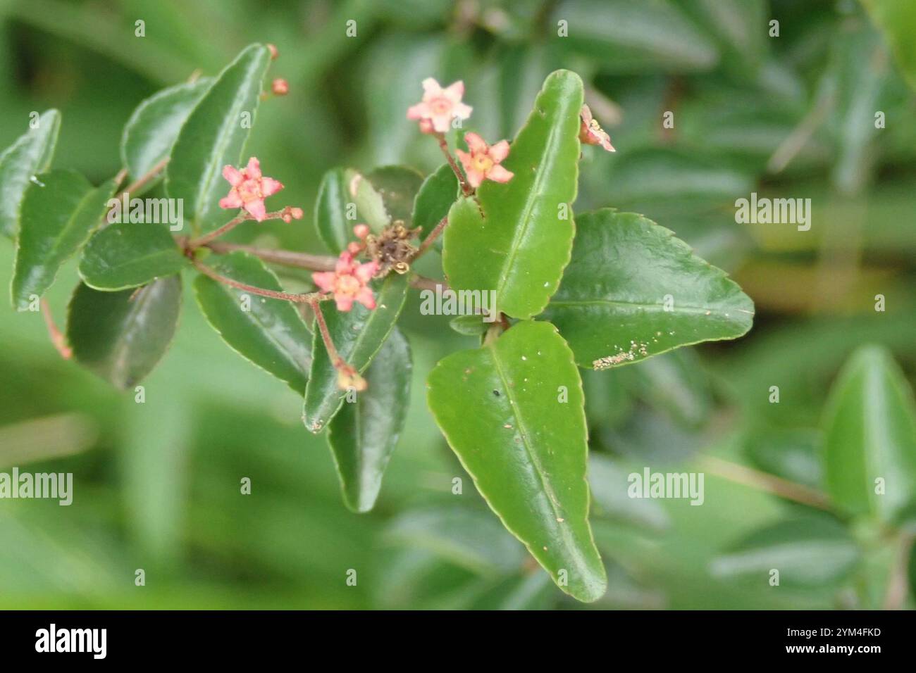 Red-Flowered Spikethorn (Gymnosporia rubra Stock Photo - Alamy