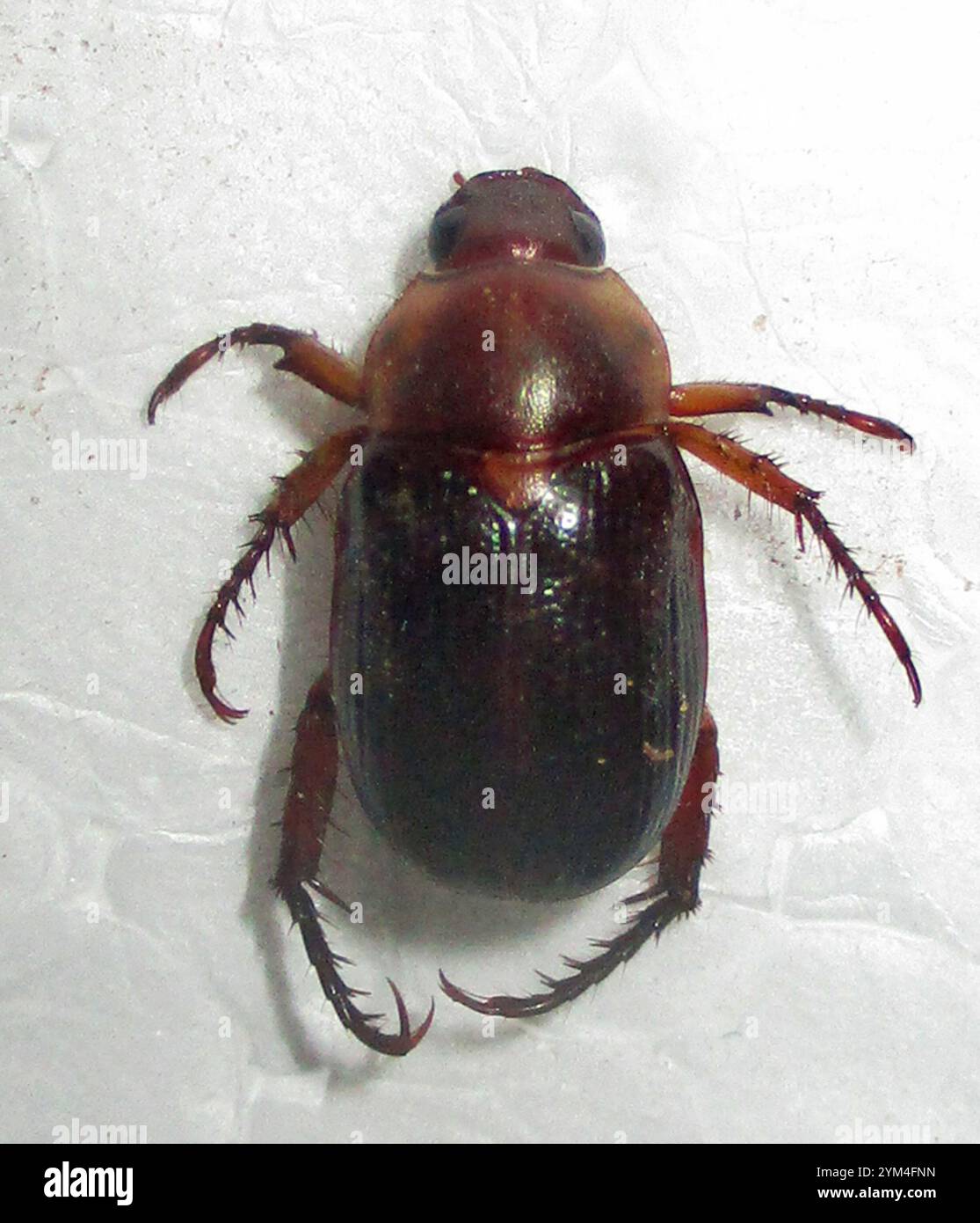 Shining Leaf Chafers (Rutelinae Stock Photo - Alamy