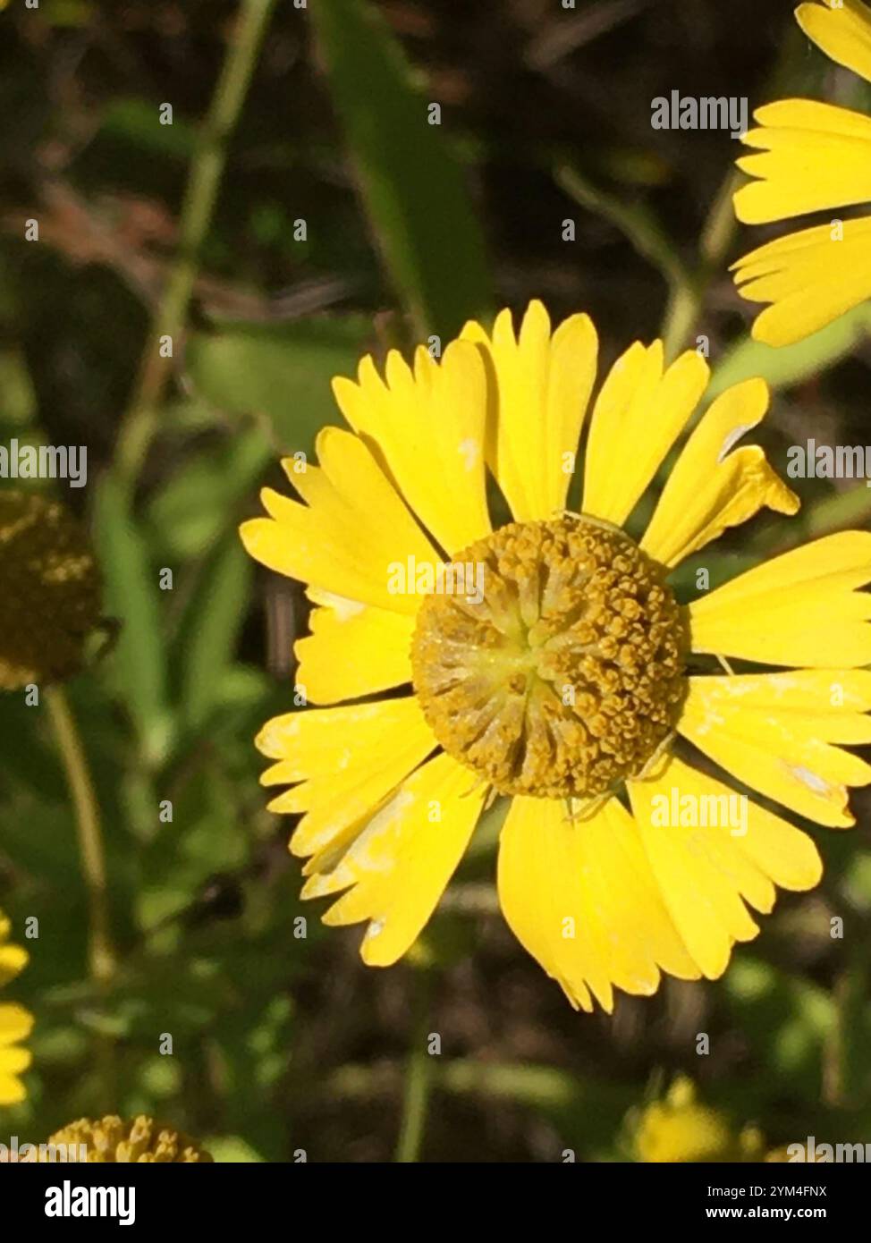 common sneezeweed (Helenium autumnale Stock Photo - Alamy