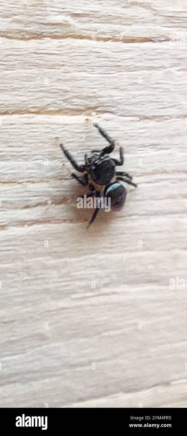 Leaf-beetle Jumping Spiders (Sassacus Stock Photo - Alamy