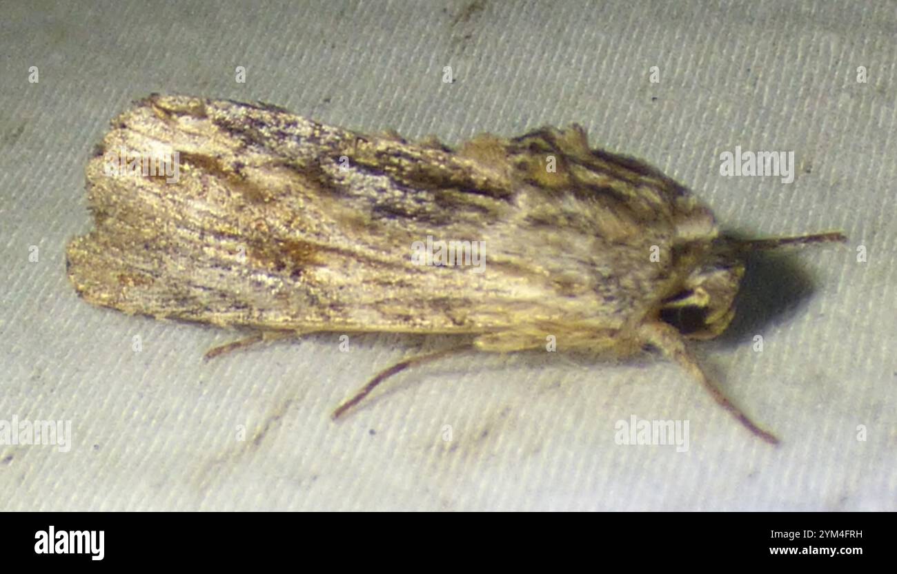 Southern Armyworm Moth (Spodoptera eridania Stock Photo - Alamy