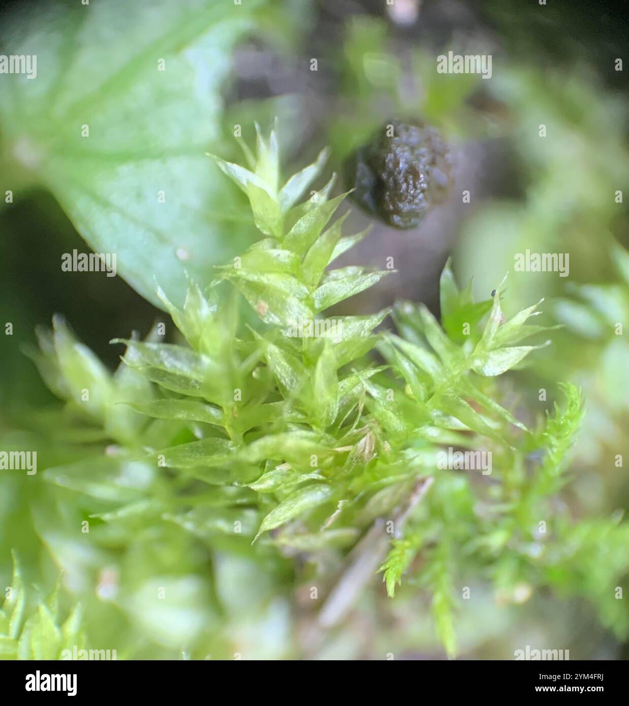 Isopterygium Moss (Isopterygium tenerum Stock Photo - Alamy