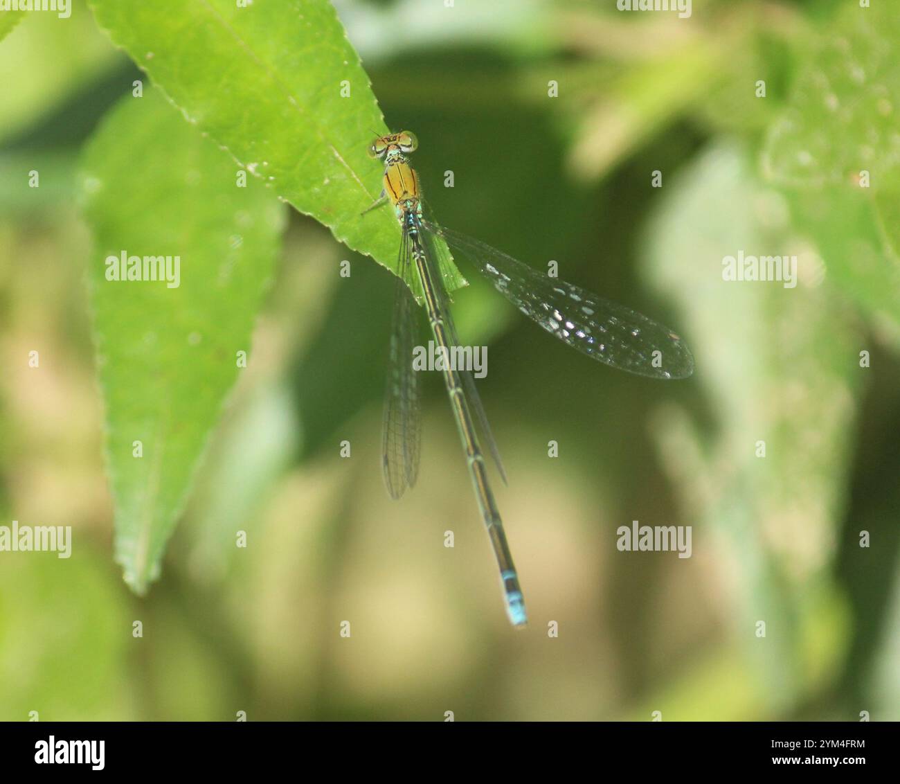 Orange-faced Sprite (Pseudagrion rubriceps Stock Photo - Alamy